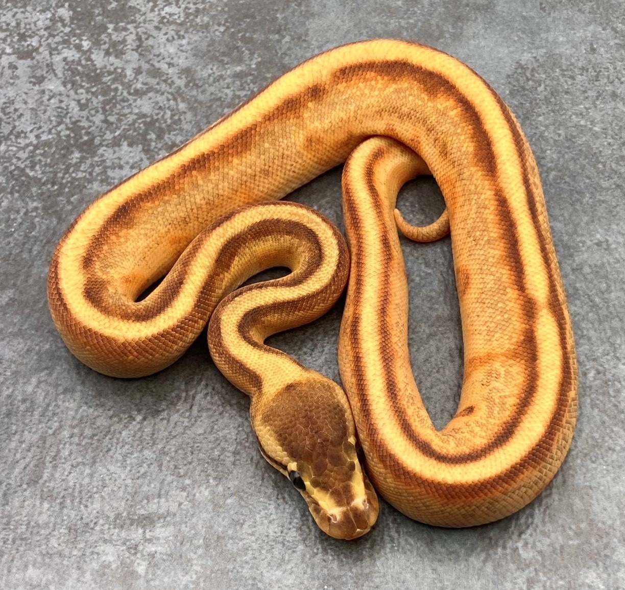 Orange Dream Enchi Fire Genetic Stripe Ball Python by Rep-Tails ...