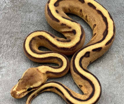 Acid Fire Trick Pinstripe World's First (Acid Trip) Ball Python by Rep-Tails - MorphMarket