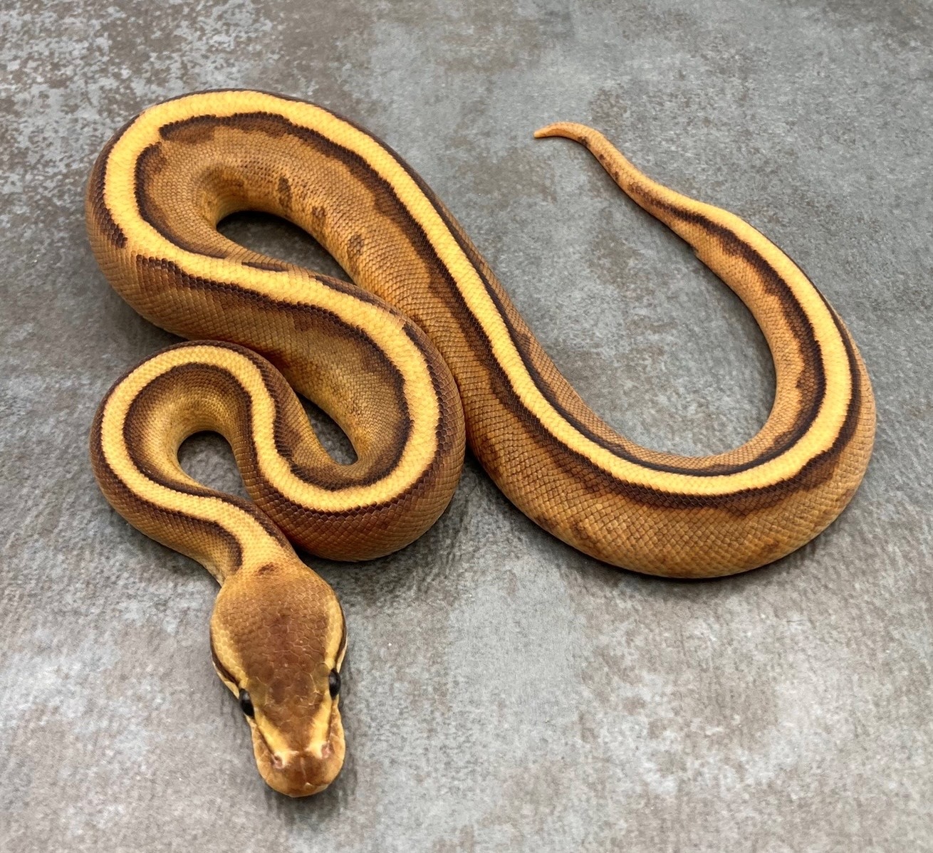 Orange Dream Fire Genetic Stripe Ball Python by Rep-Tails - MorphMarket
