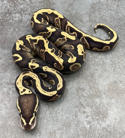 Super GHI Het VPI Axanthic Ball Python by Rep-Tails