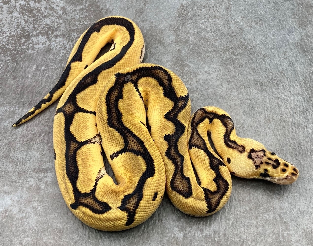 Pastel Blade Clown Ball Python by Rep-Tails - MorphMarket