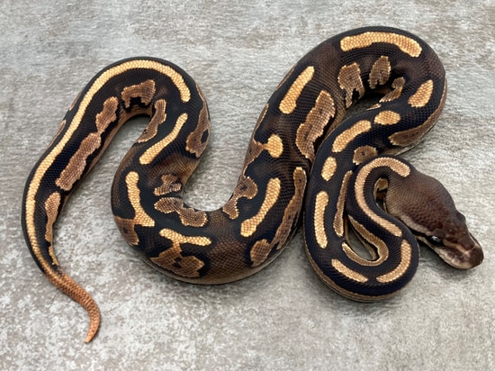 Cinnamon Het Pied Ball Python by Rep-Tails