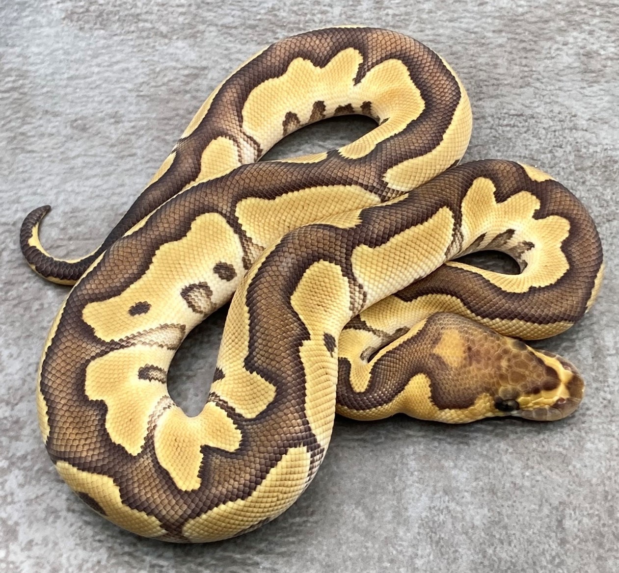 Mojave Clown Ball Python by Rep-Tails - MorphMarket