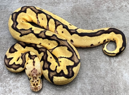Pastel Clown Ball Python by Rep-Tails