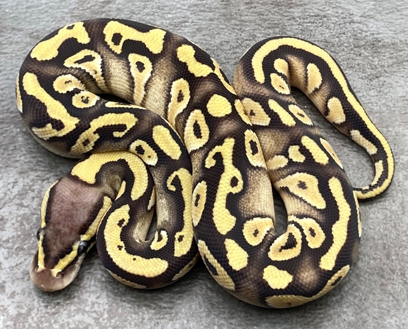 Pastave Het Clown Ball Python by Rep-Tails - MorphMarket