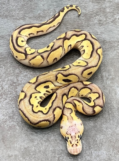 Pastave Clown Ball Python by Rep-Tails