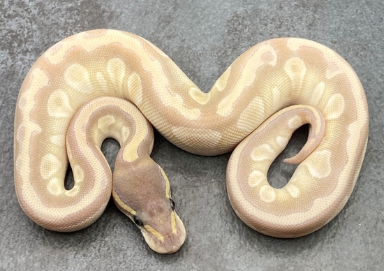 Crystal (Noco) Ball Python by Rep-Tails
