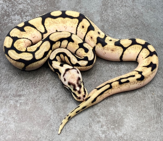 Bumble Bee Het Desert Ghost Ball Python by Rep-Tails