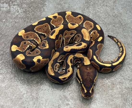 Special Ball Python by Rep-Tails