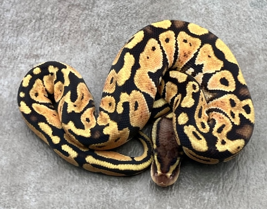 Pastel Het Paint Ball Python by Rep-Tails