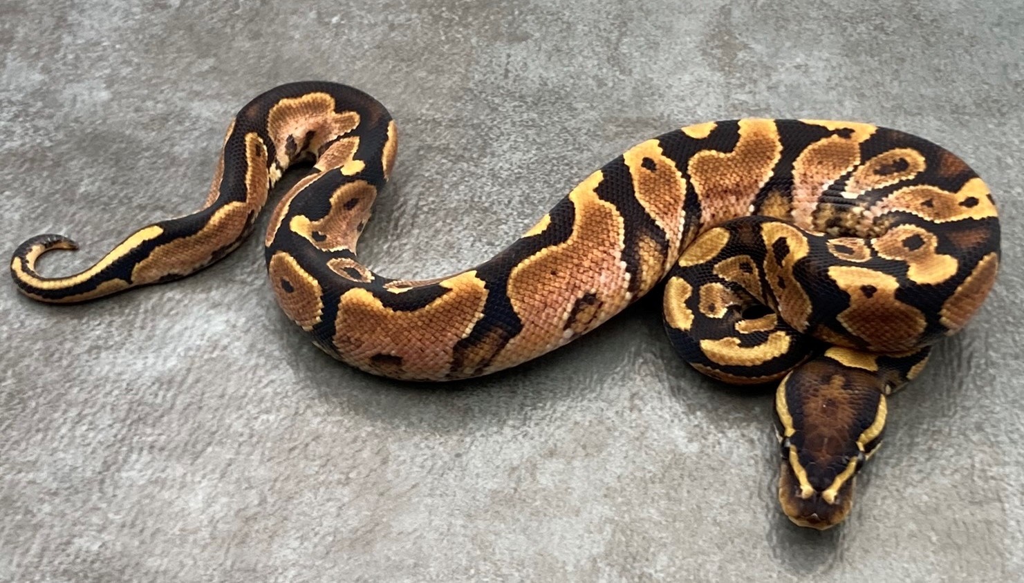 Calico Het Paint Ball Python by Rep-Tails - MorphMarket