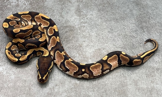 Calico Het Paint Ball Python by Rep-Tails