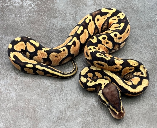 Pastel Het Paint Ball Python by Rep-Tails