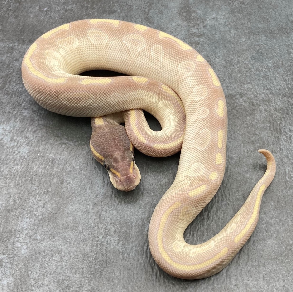 Crystal (Noco) Ball Python by Rep-Tails - MorphMarket