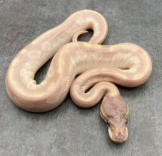 Crystal (Noco) Ball Python by Rep-Tails