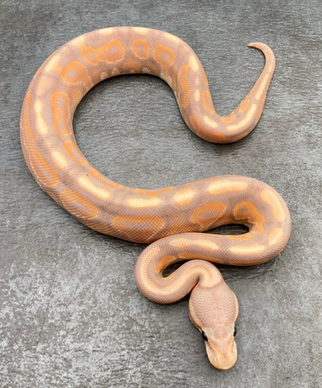 Banana Cinnamon Red Stripe Het Clown Ball Python by Rep-Tails
