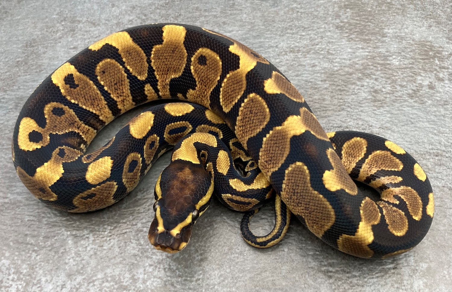 Asphalt DH Desert Ghost/pied Ball Python by Rep-Tails - MorphMarket