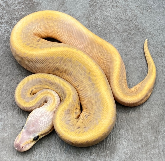 Hypo Leopard Firefly Jigsaw Ball Python by Rep-Tails