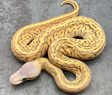 Killer Fire Bee Het Desert Ghost Ball Python by Rep-Tails - MorphMarket