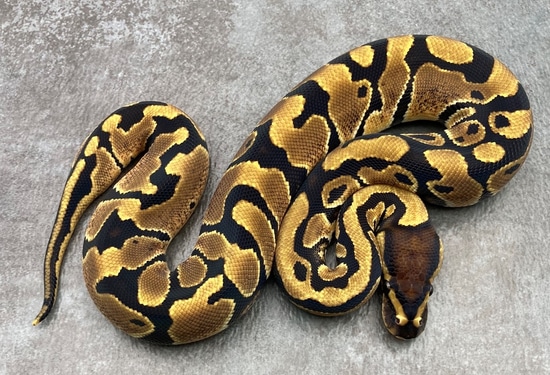 Blade Het Clown Ball Python by Rep-Tails
