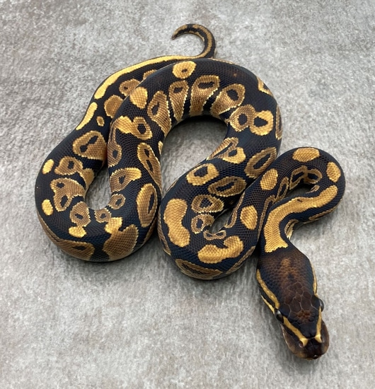 Het Hypo Ball Python by Rep-Tails