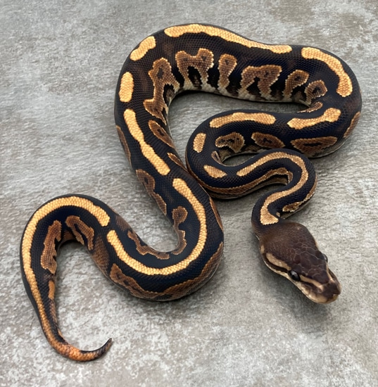 Cinnamon Het Pied Ball Python by Rep-Tails