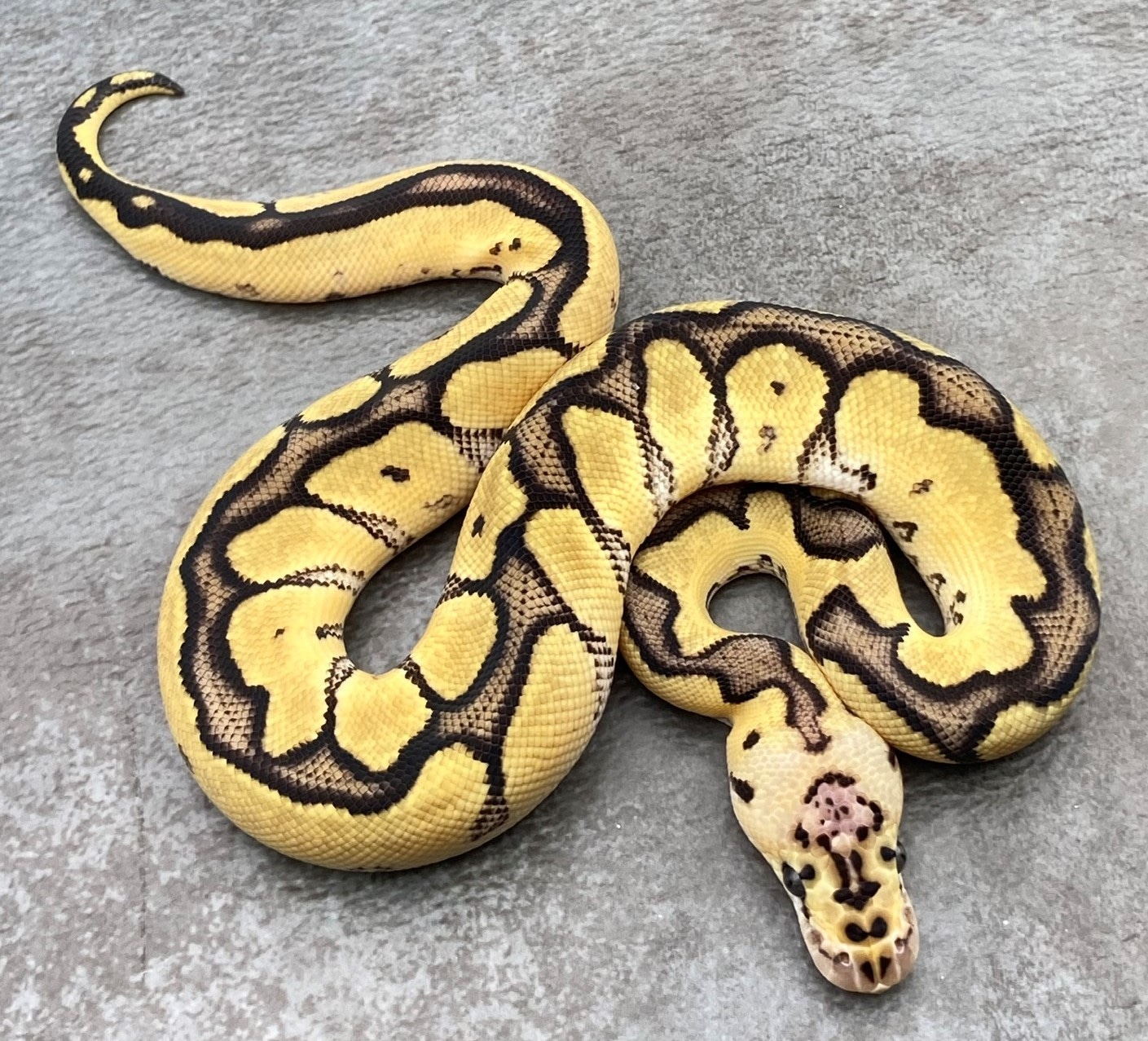 Pastel Clown Ball Python by Rep-Tails - MorphMarket