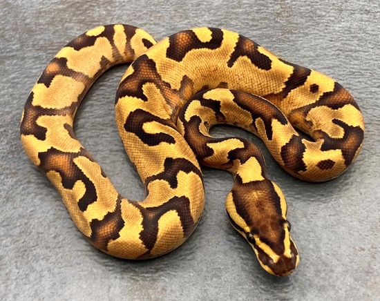 Super Enchi Asphalt Fire Pos Het DG Ball Python by Rep-Tails