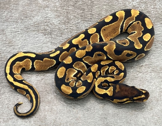 Het Clown 66% Het DG Ball Python by Rep-Tails