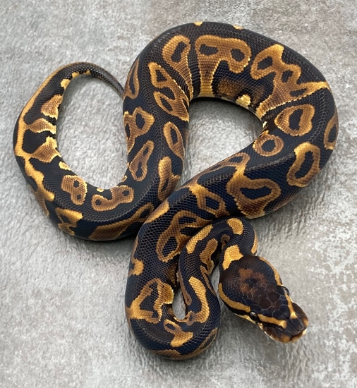 Leopard Pos Het Clown Ball Python by Rep-Tails
