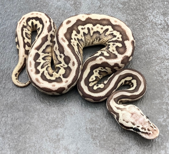 Leopard Spotnose Pastel Butter Pos Het Clown Ball Python by Rep-Tails