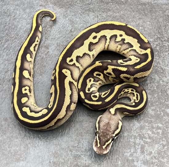 Leopard Butter Pos Het Clown Ball Python by Rep-Tails