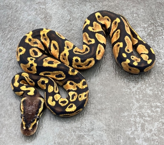 Pastel Pos Het Clown Ball Python by Rep-Tails
