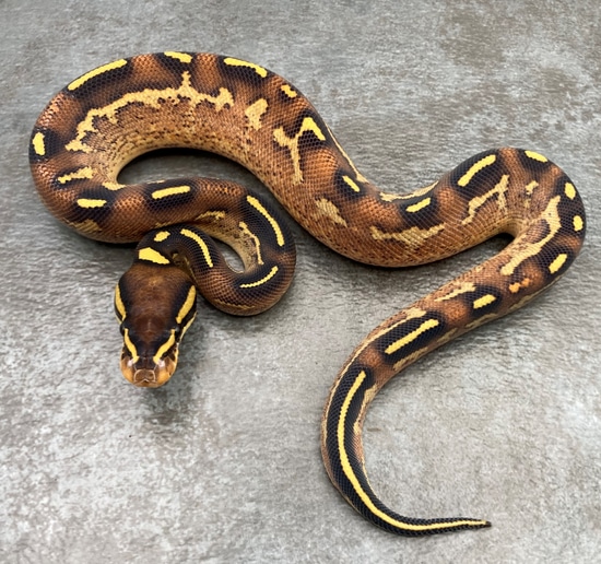 Freeway Het Desert Ghost Ball Python by Rep-Tails