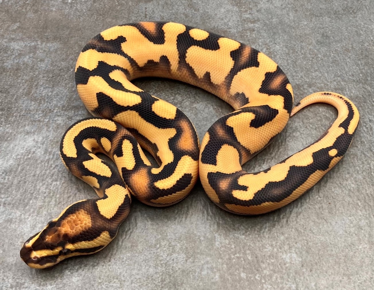 Super OD Fire YB Enchi Ball Python by Rep-Tails - MorphMarket