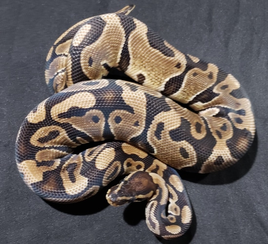 Super Pastel DH TSK Axanthic/desert Ghost Ball Python by Rep-Tails