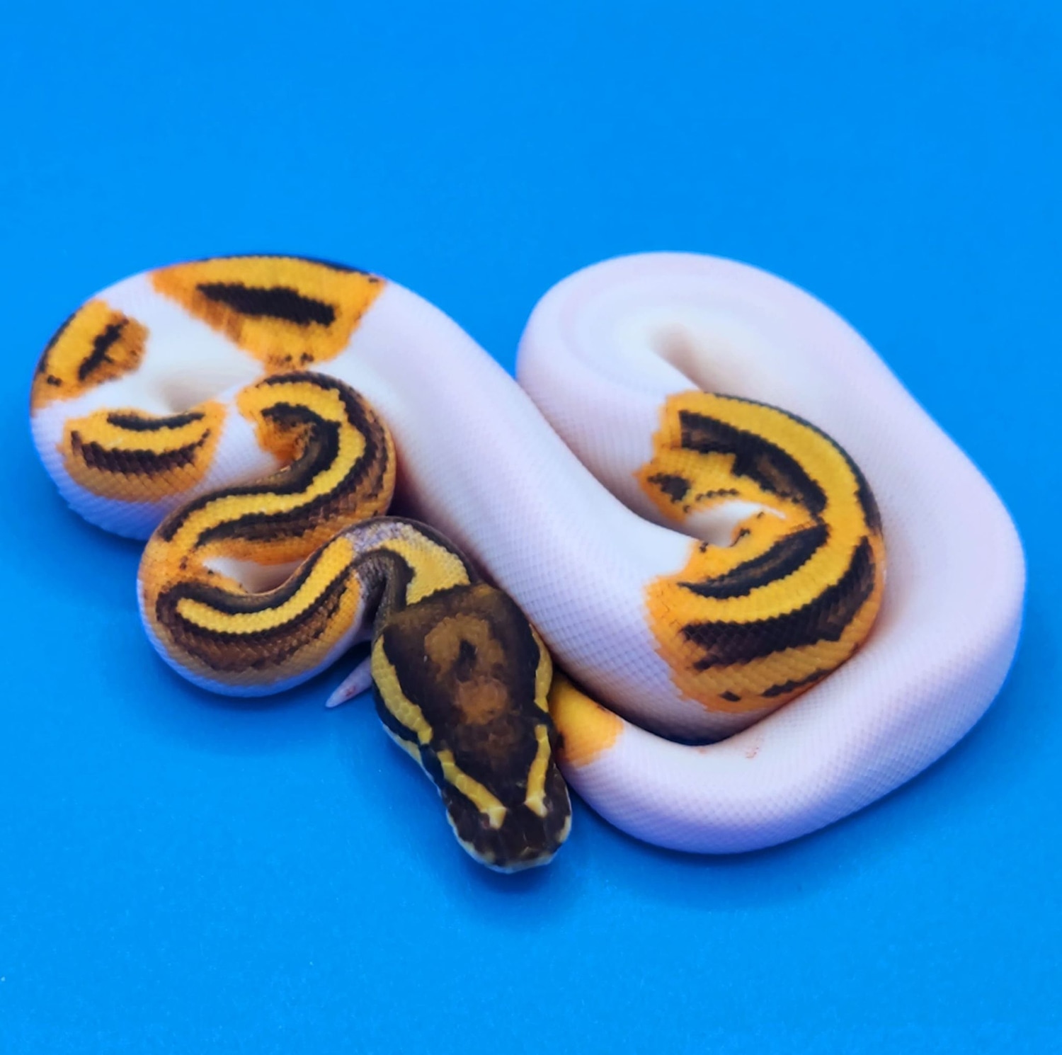 Fire Pied Ball Python by Reptalia - MorphMarket