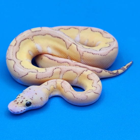 Lesser Pastel Banana Clown Poss Leopard Ball Python by Reptalia
