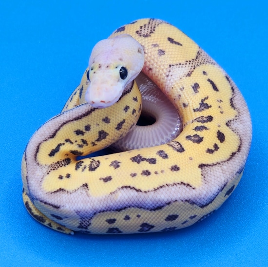Super Pastel Fire Clown Poss Leopard Ball Python by Reptalia - MorphMarket