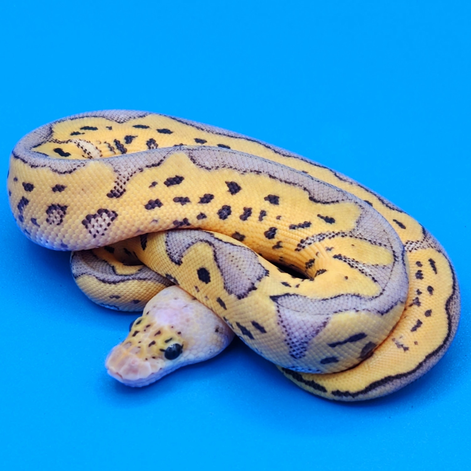 Super Pastel Clown Poss Leopard Ball Python by Reptalia - MorphMarket