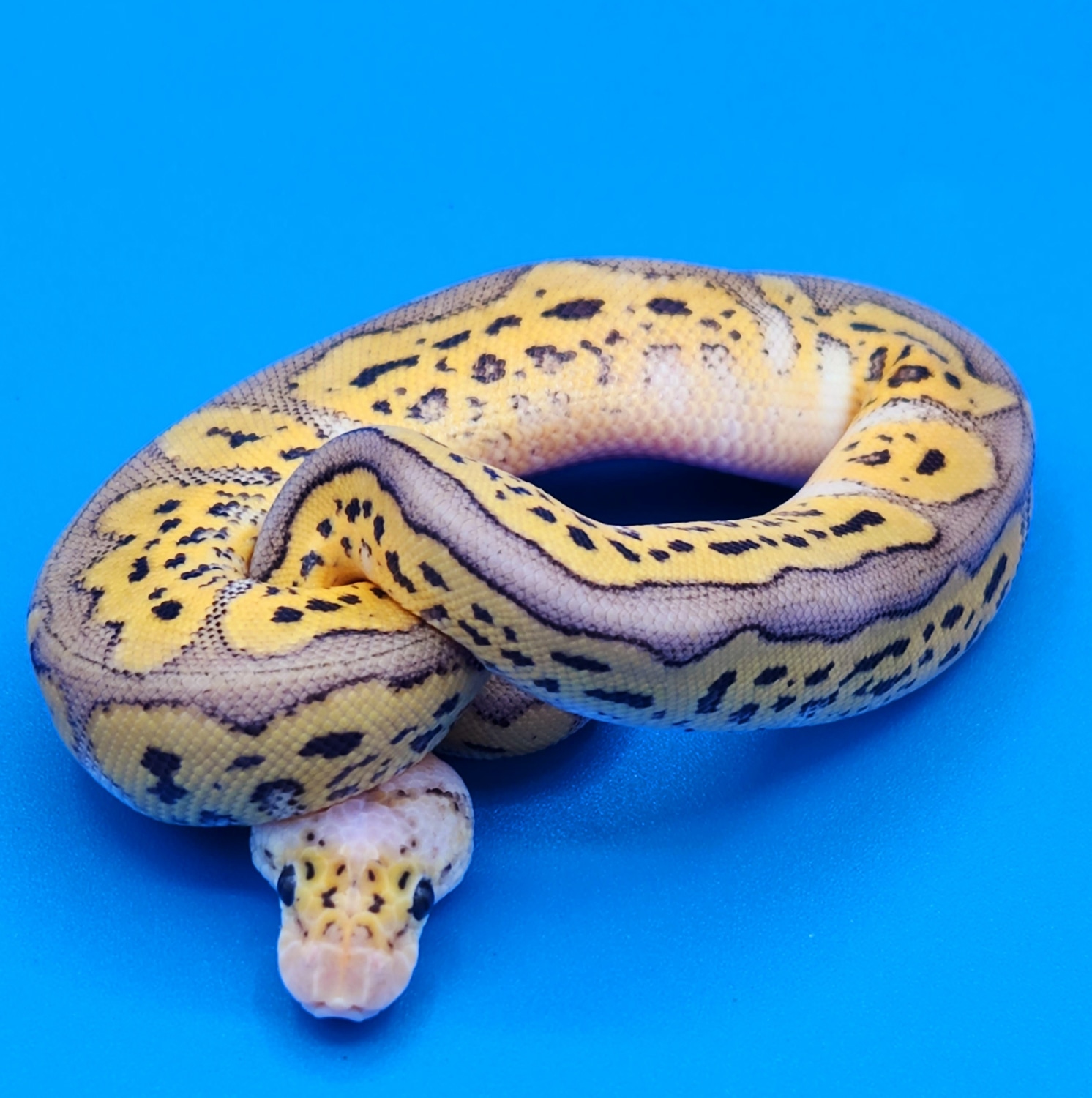 Super Pastel Clown Poss Leopard Ball Python by Reptalia - MorphMarket
