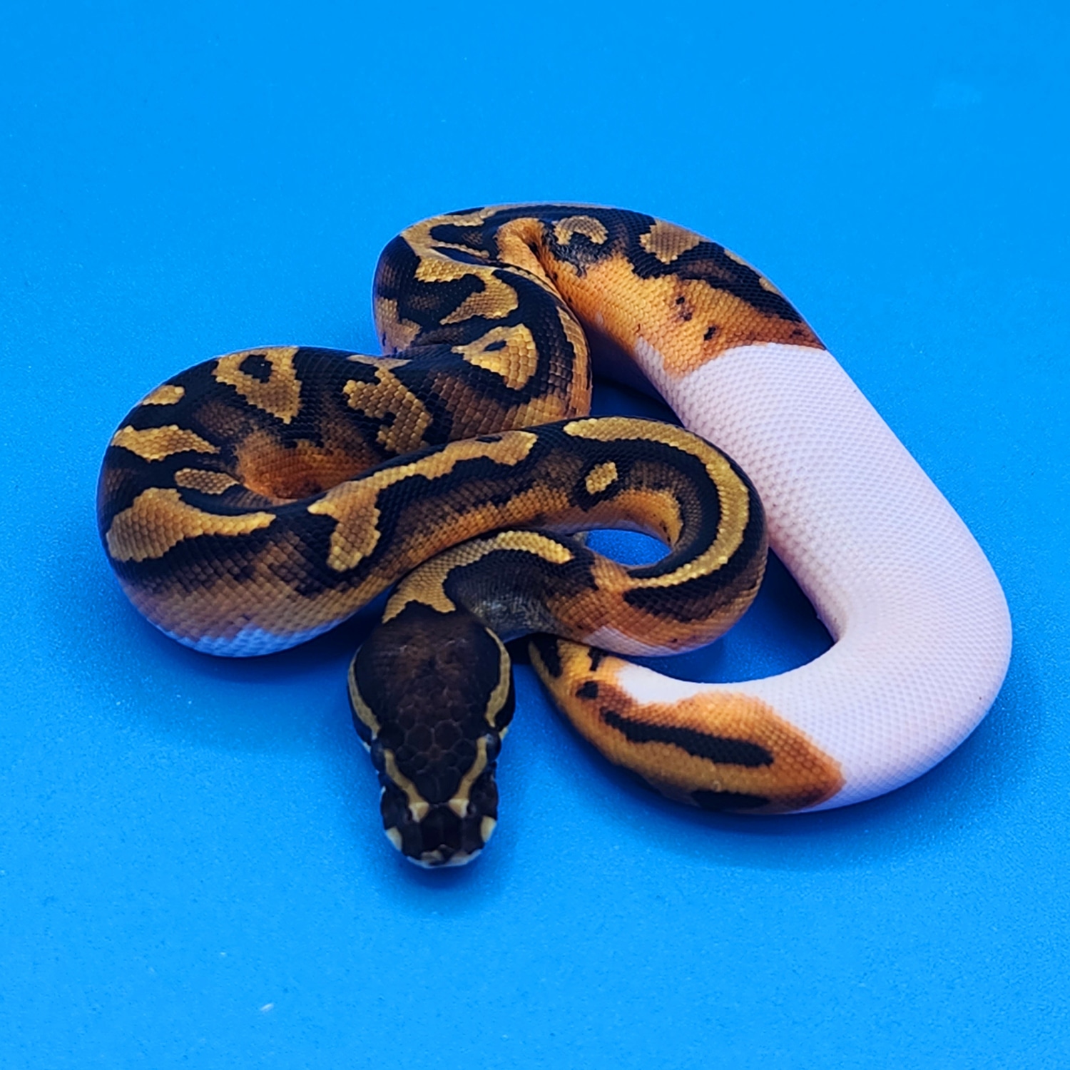 Enchi Pied Ball Python by Reptalia - MorphMarket