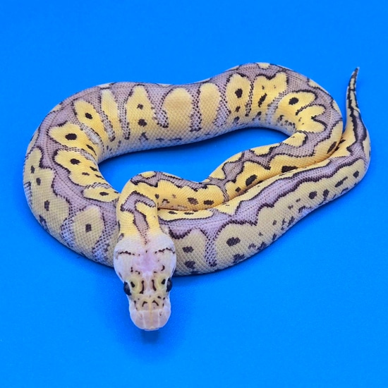 Super Pastel Fire Clown Ball Python by Reptalia