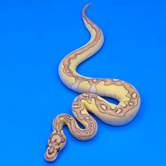 Banana Lesser Clown Female Maker Ball Python by Reptalia