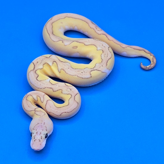 Banana Lesser Pastel Clown Ball Python by Reptalia