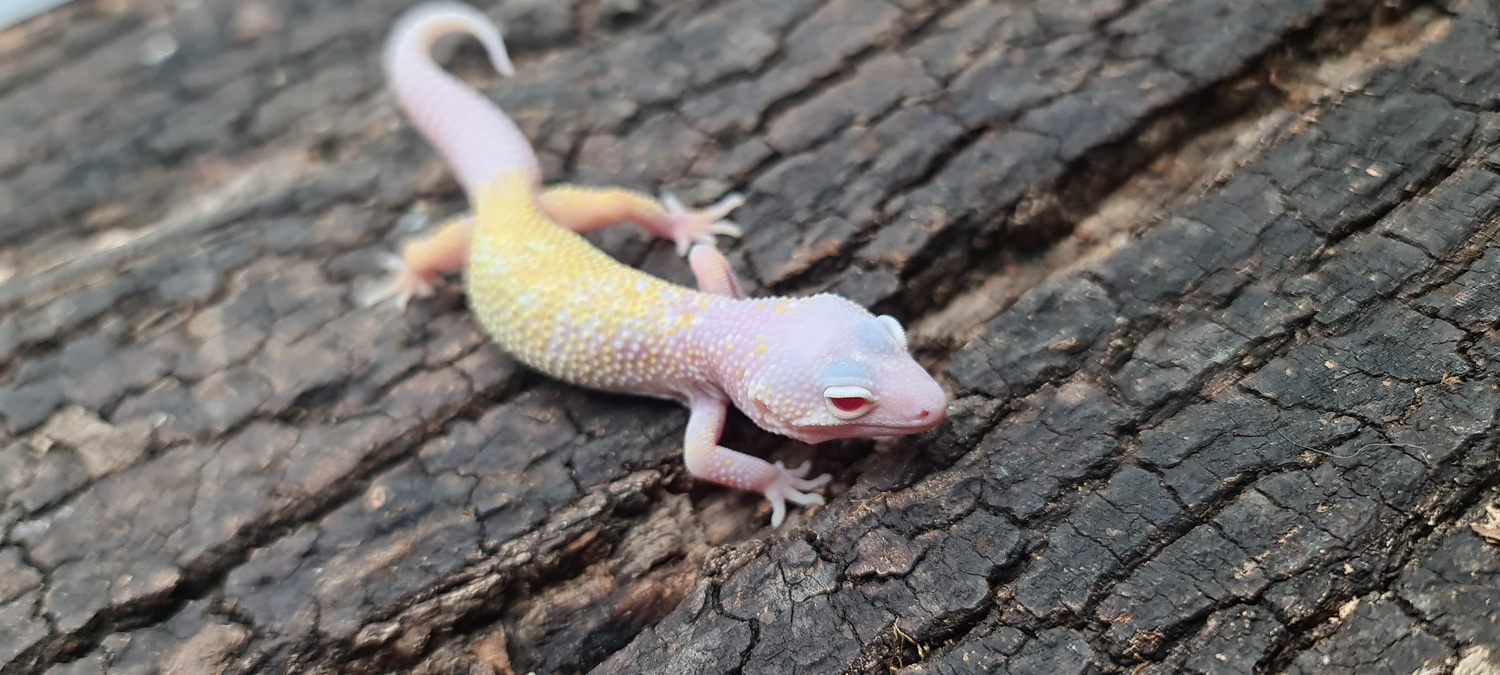 Blazing Banana Blizzard Leopard Gecko by Reptile Supplies - MorphMarket