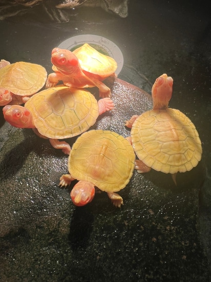 CB Albino Red Eared Sliders 2.5” Range Slider Turtle by Reptastic ...