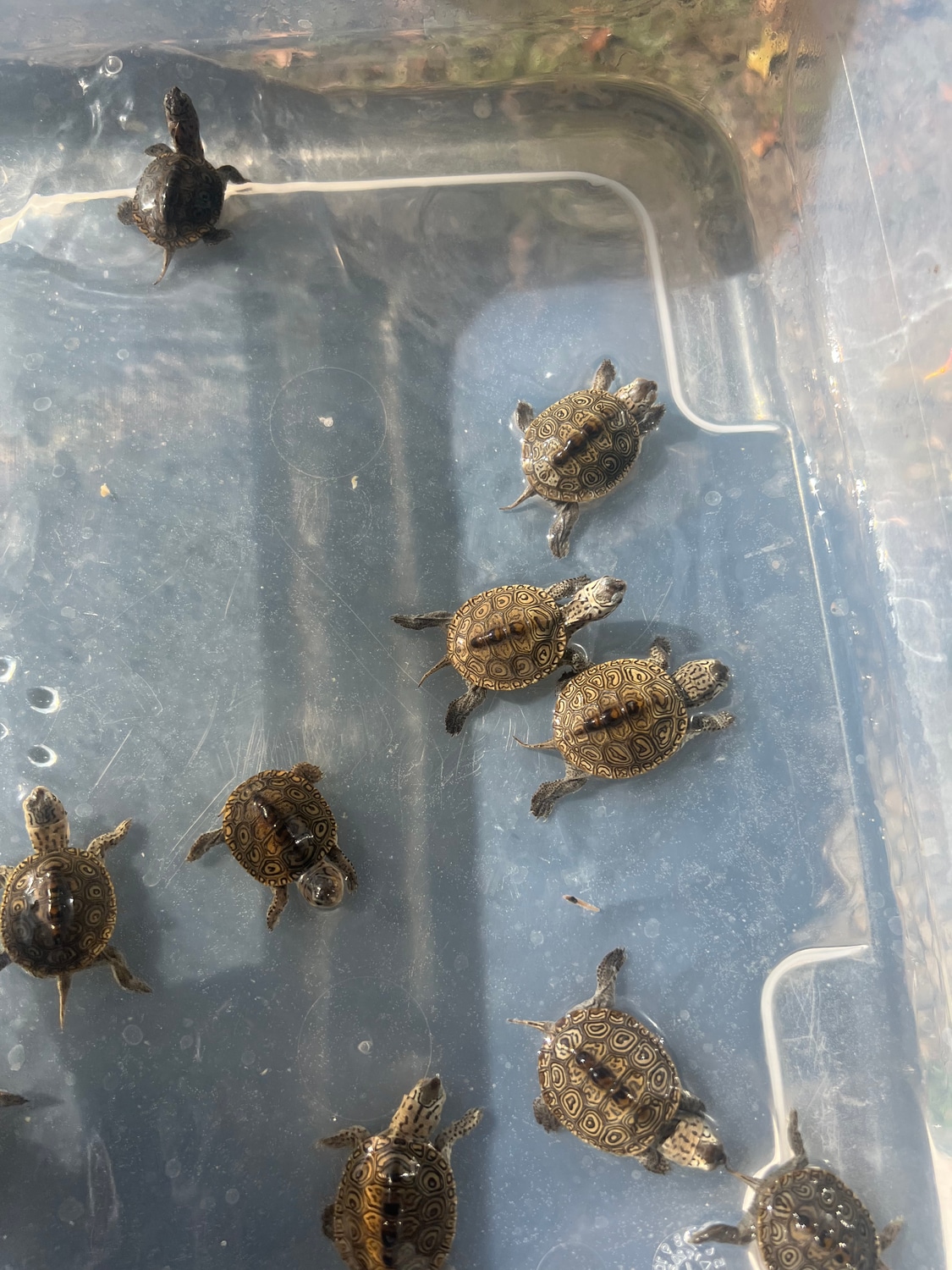 CBB Concentric Diamondback Terrapin by Reptastic Adventures - MorphMarket