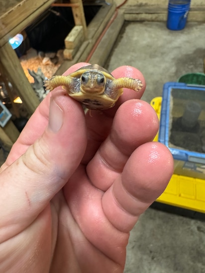 CB Super Yellow Eastern Box Turtle by Reptastic Adventures