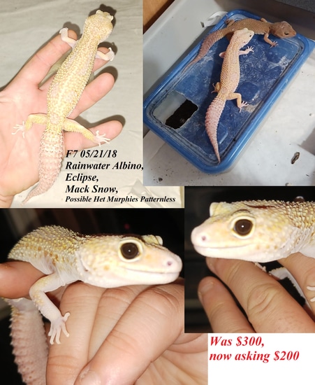 Rainwater Albino, Eclipse, Mack Snow, Possible Het Murphy's Patternless ...